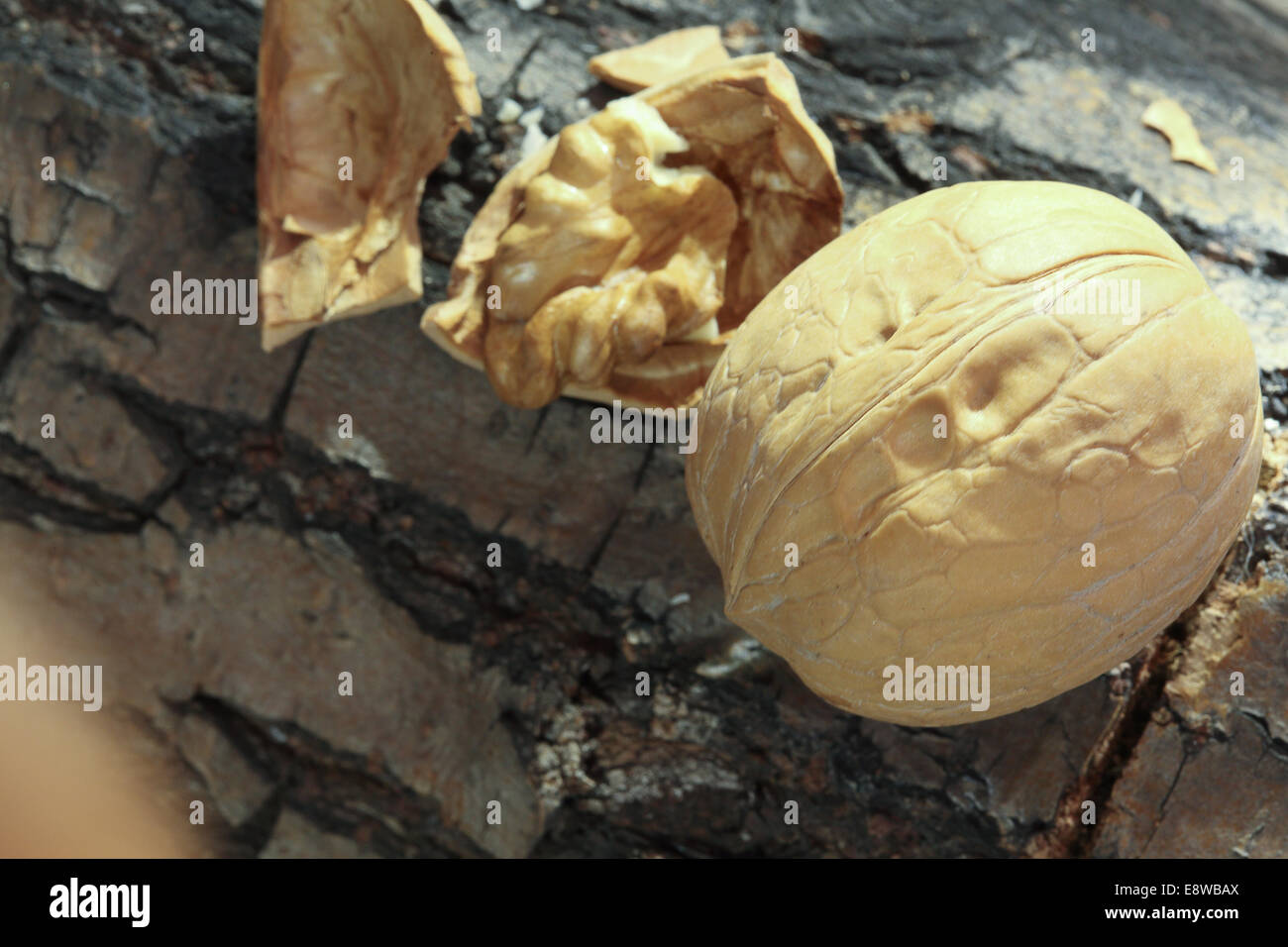 Walnut tree preparation hi-res stock photography and images - Alamy