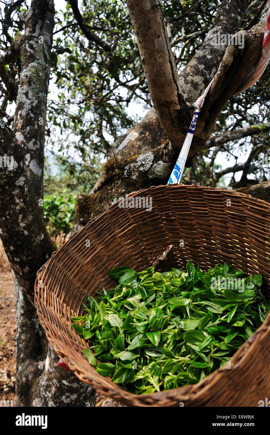 Rural tea oil hi-res stock photography and images - Alamy