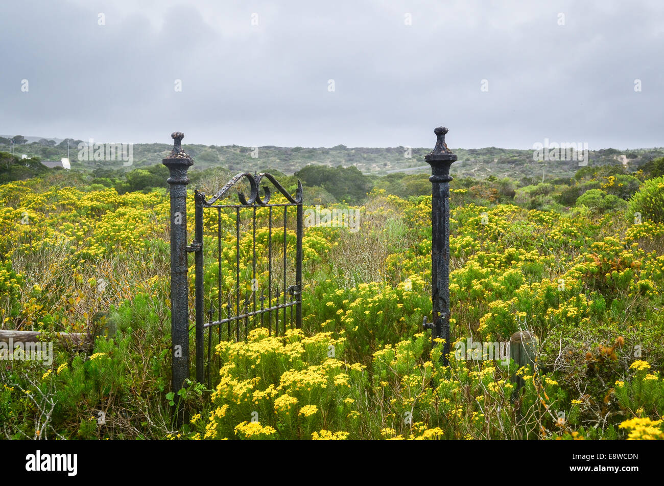 A gate in a field of flowers leading to nowhere Stock Photo - Alamy