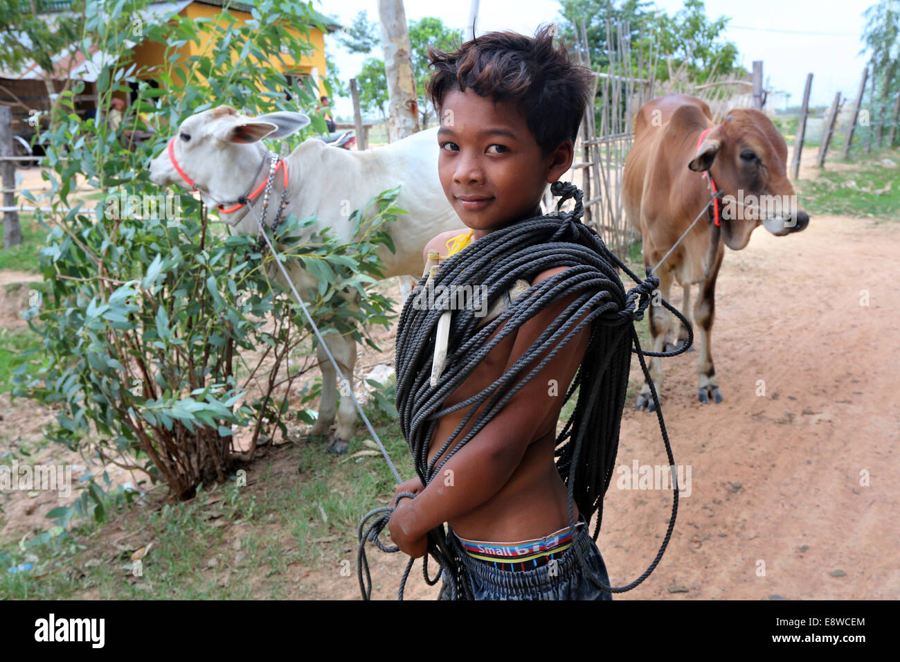 Asian boy cow animal hi-res stock photography and images - Alamy