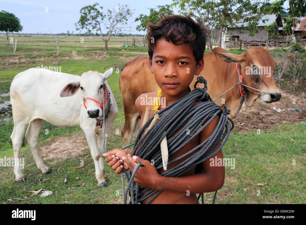 Lead the cattle hi-res stock photography and images - Alamy