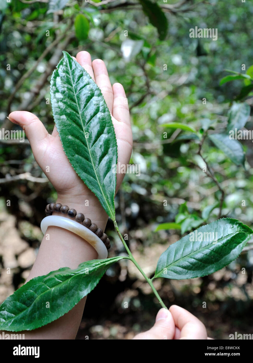 Yunnan large leaf tea Stock Photo - Alamy