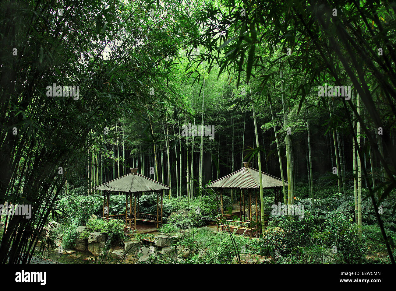 Anji bamboo forest hi-res stock photography and images - Alamy