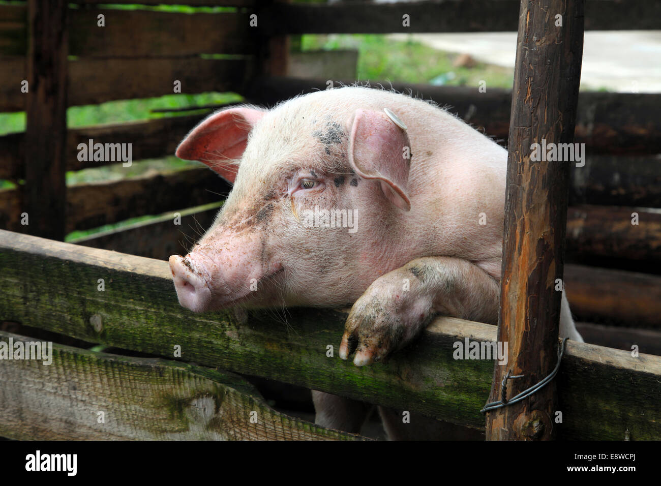 China pig farm hi-res stock photography and images - Alamy