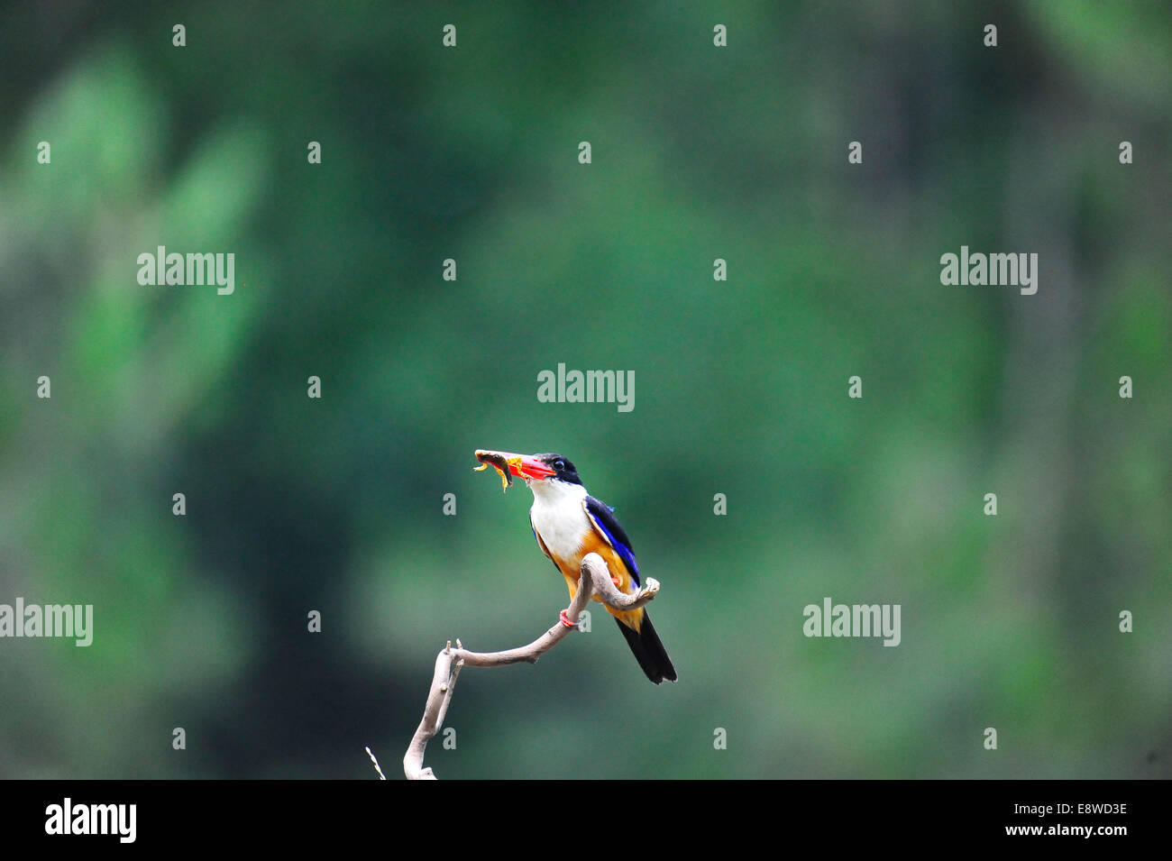 Jade bird hi-res stock photography and images - Alamy