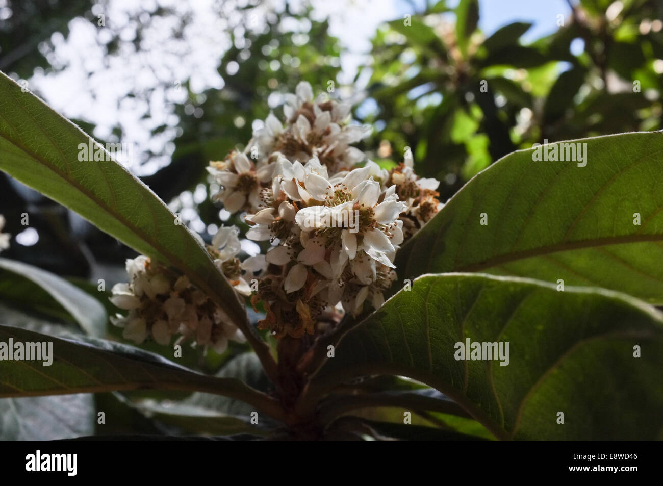 Photinia japonica hi-res stock photography and images - Alamy