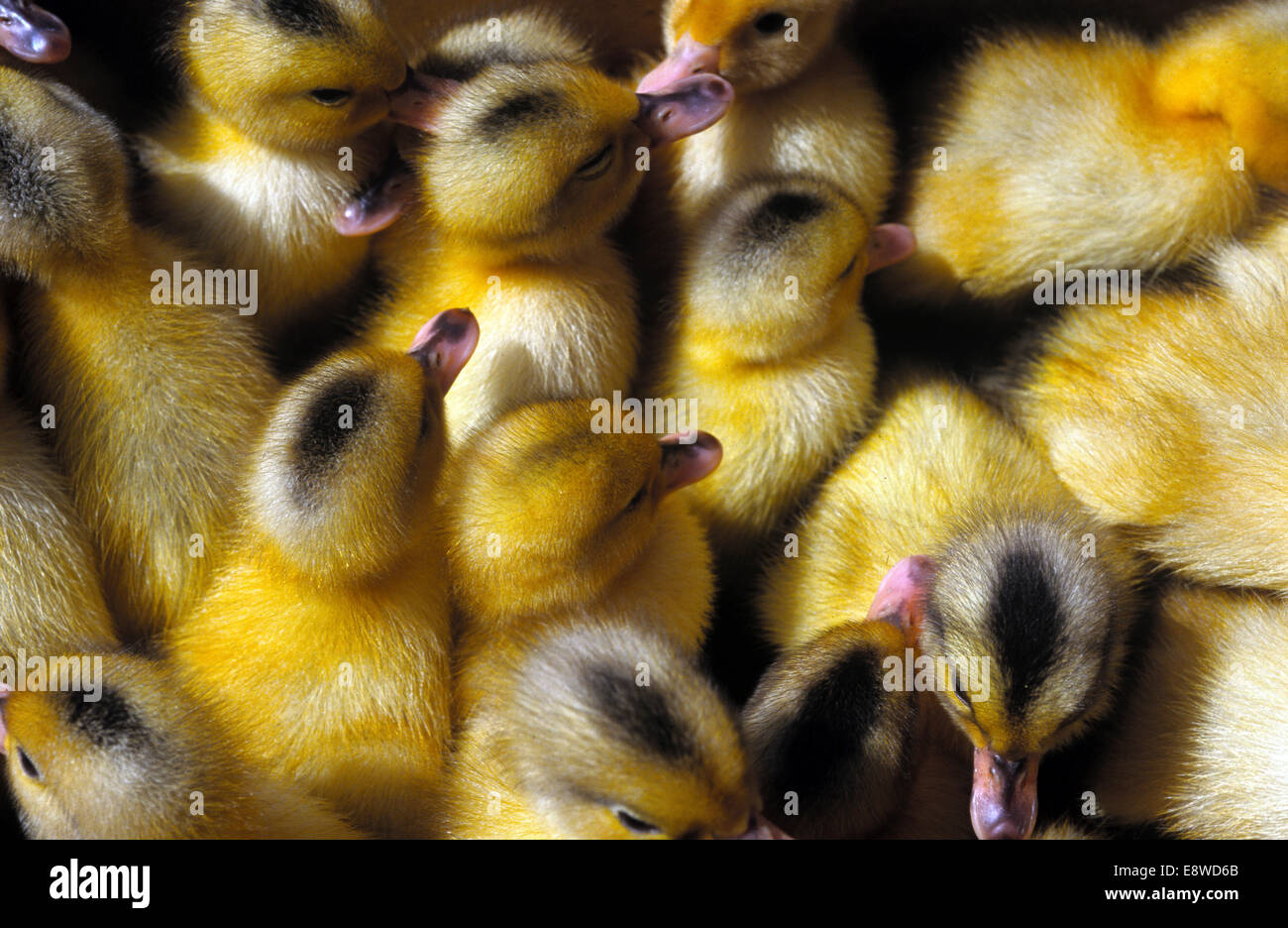 A group of ducklings Stock Photo - Alamy