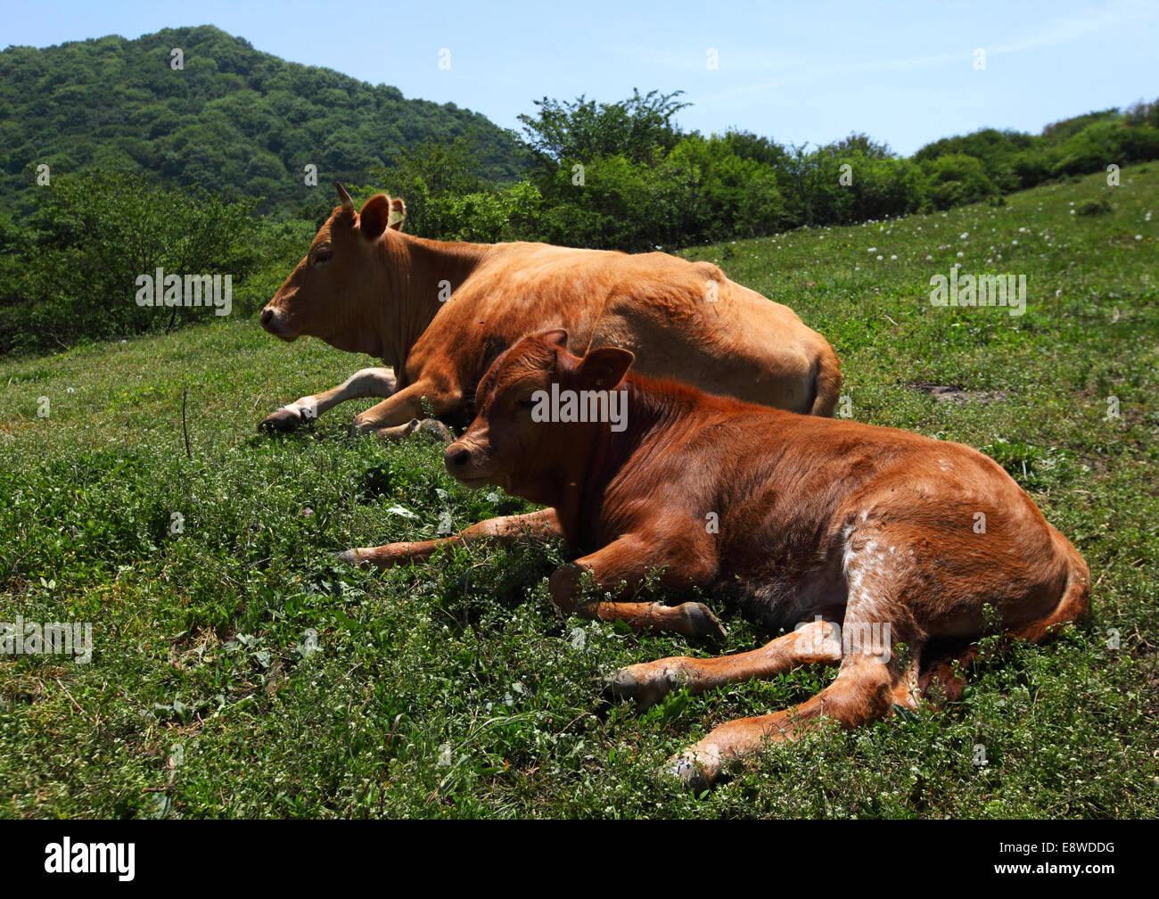 Angle ranch hi-res stock photography and images - Alamy