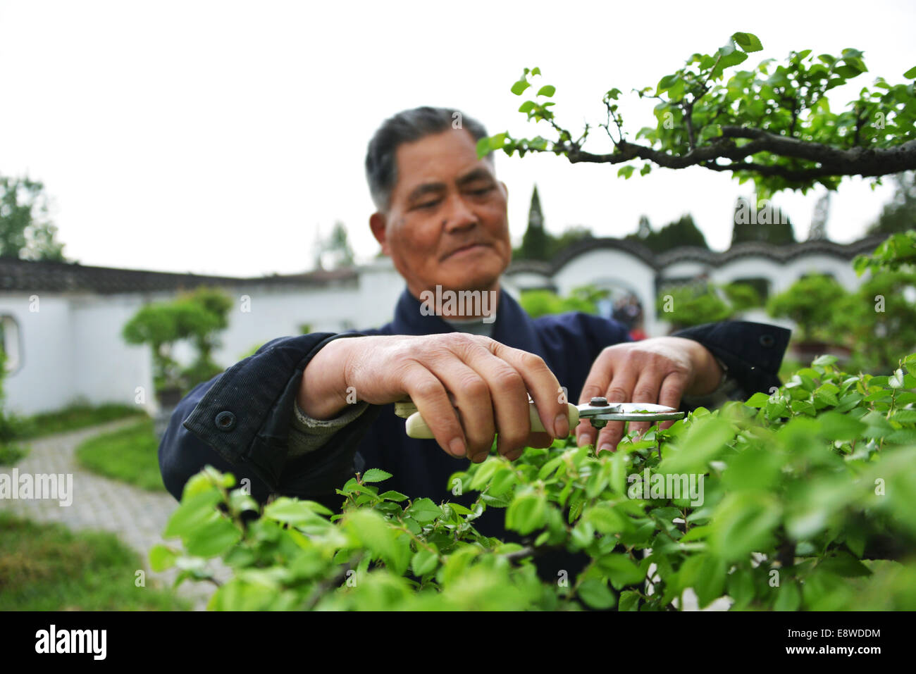 An old tree trimming Stock Photo - Alamy