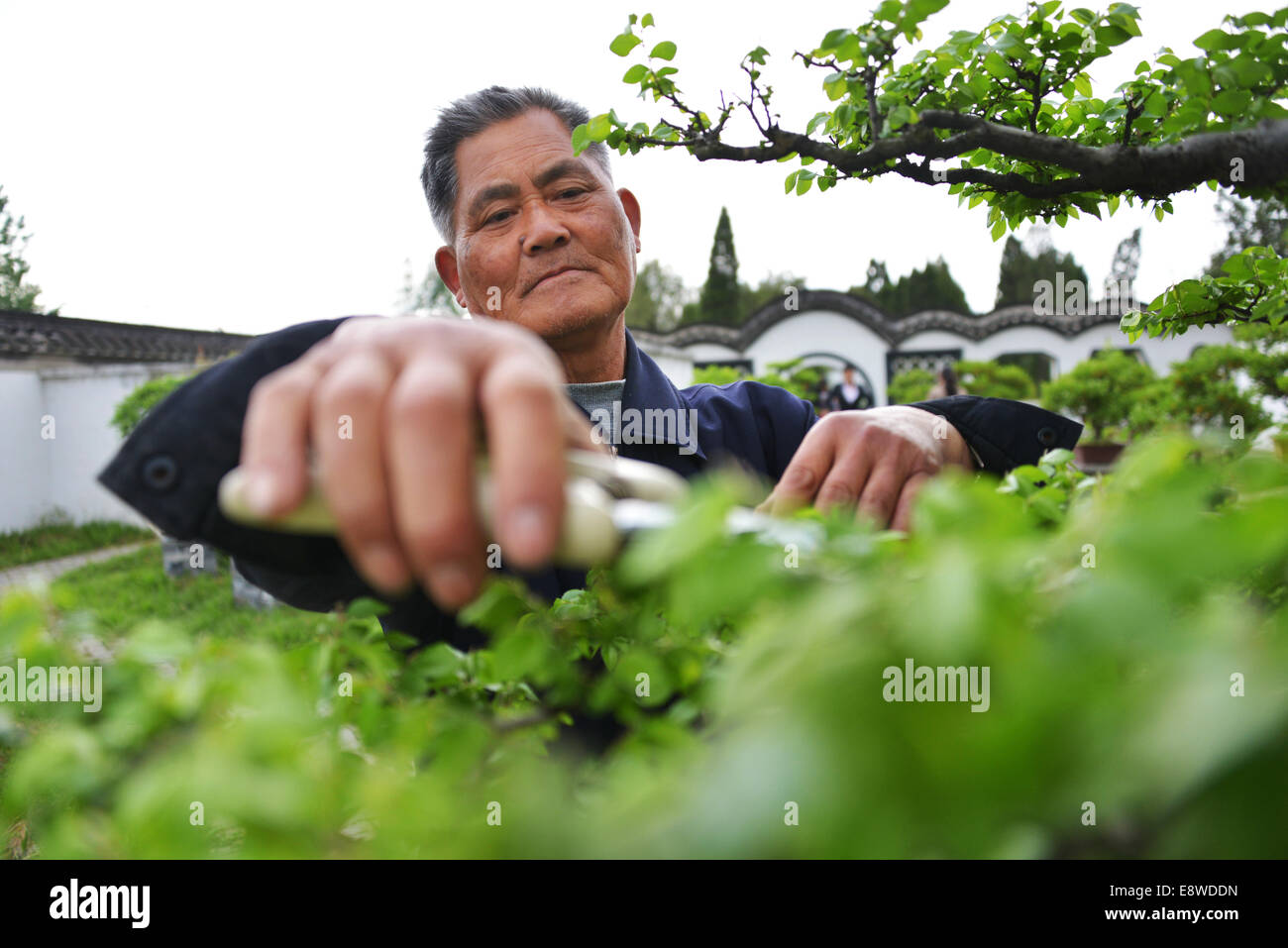 An old tree trimming Stock Photo - Alamy