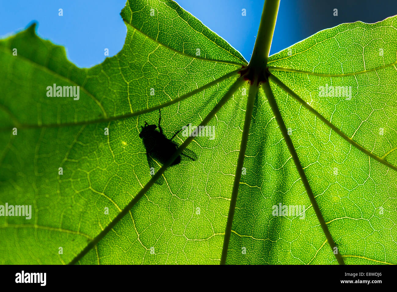Looking For Blue Sky. A fly sits on the green maple leaf against the ...