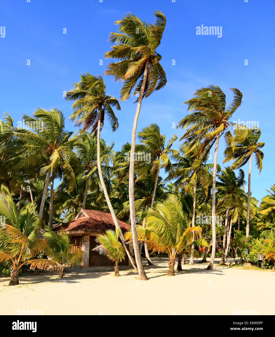 Hainan island (coconut) hi-res stock photography and images - Alamy