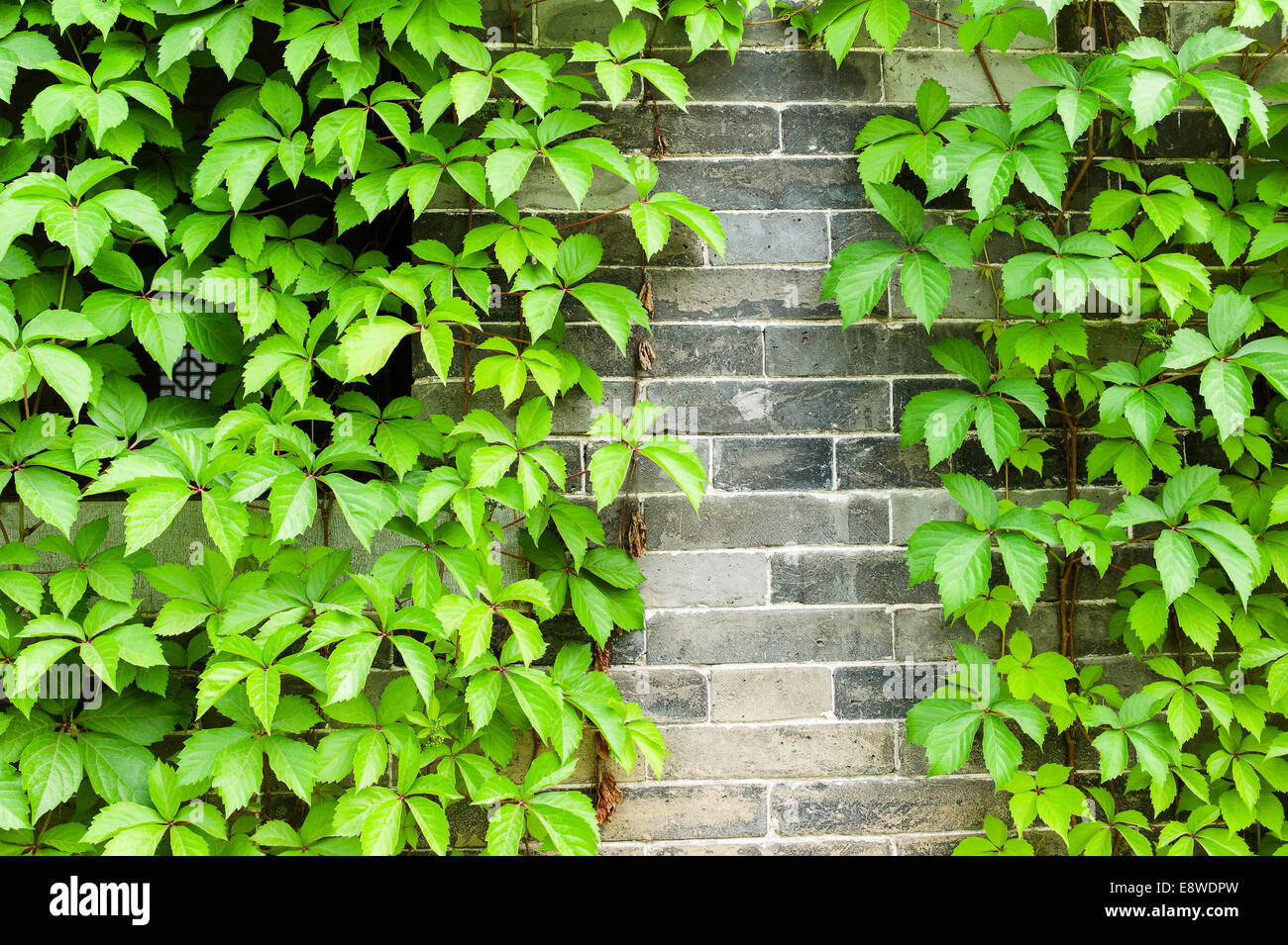 Ivy on the wall Stock Photo - Alamy