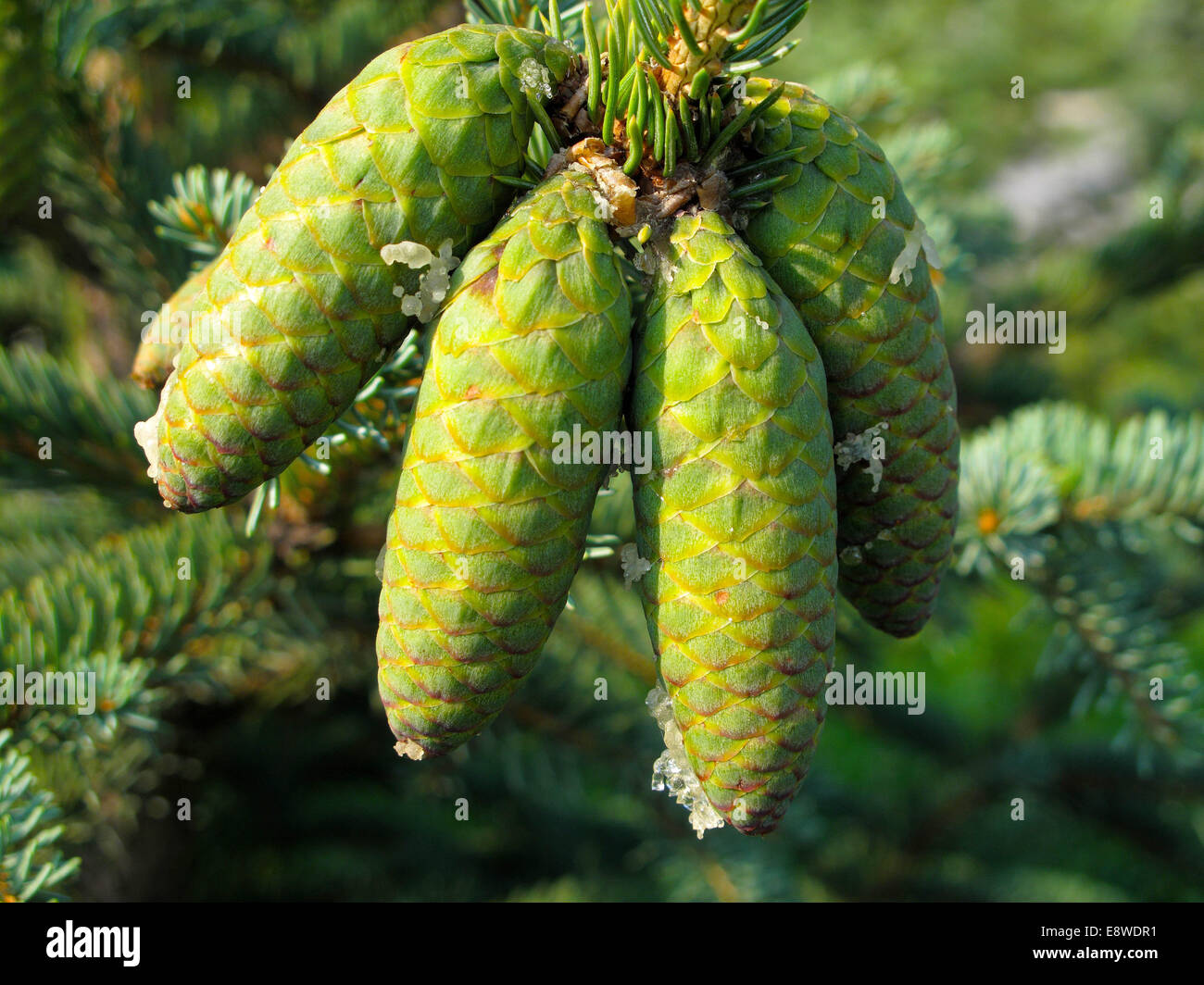 Spruce species hi-res stock photography and images - Alamy