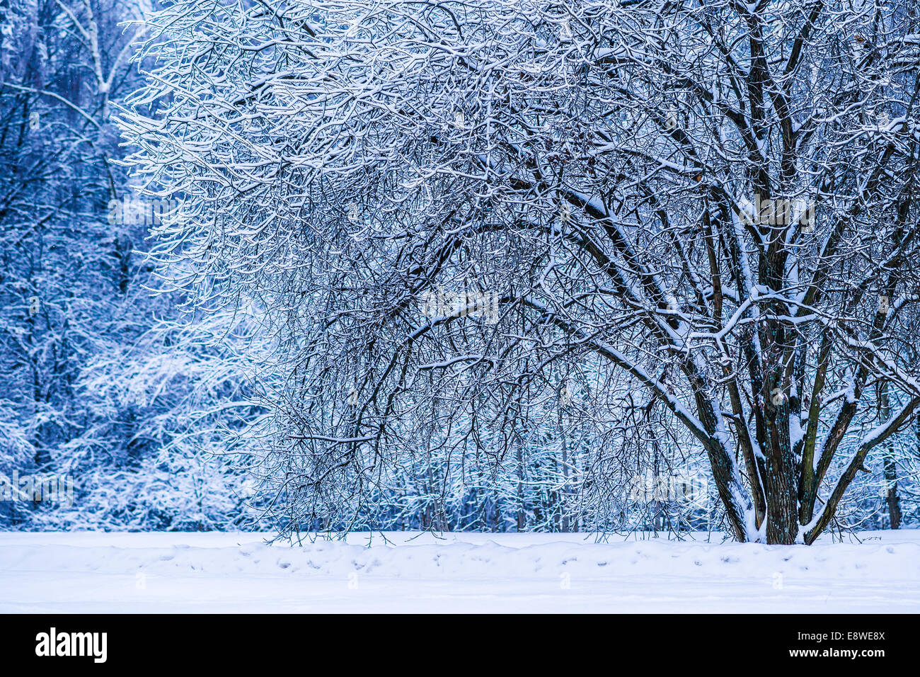 Frozen tree in the snow covered forest. Winter scene. Blue hue ...