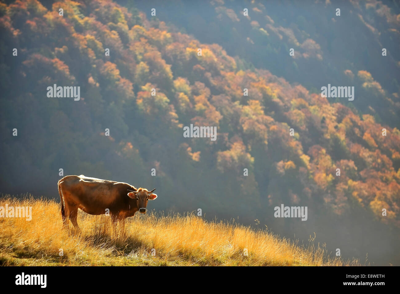 Golden cow hi-res stock photography and images - Alamy