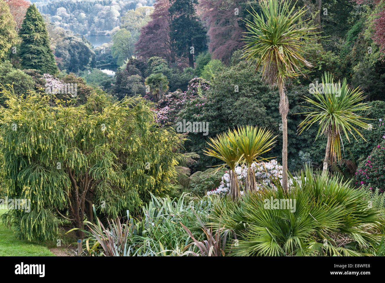 Palm tree in uk garden hi-res stock photography and images - Alamy