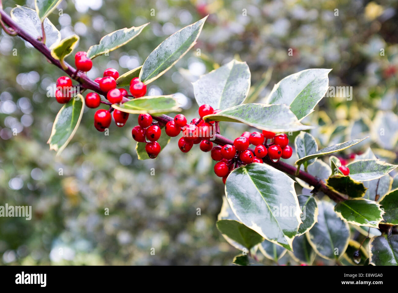 Deciduous holly hi-res stock photography and images - Alamy