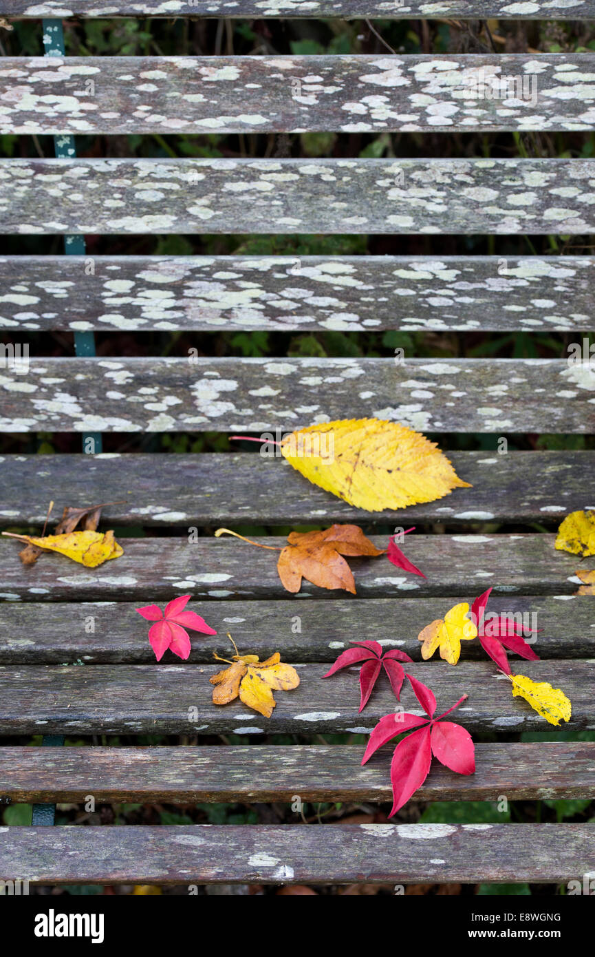 Autumn leaves on a park bench Stock Photo - Alamy