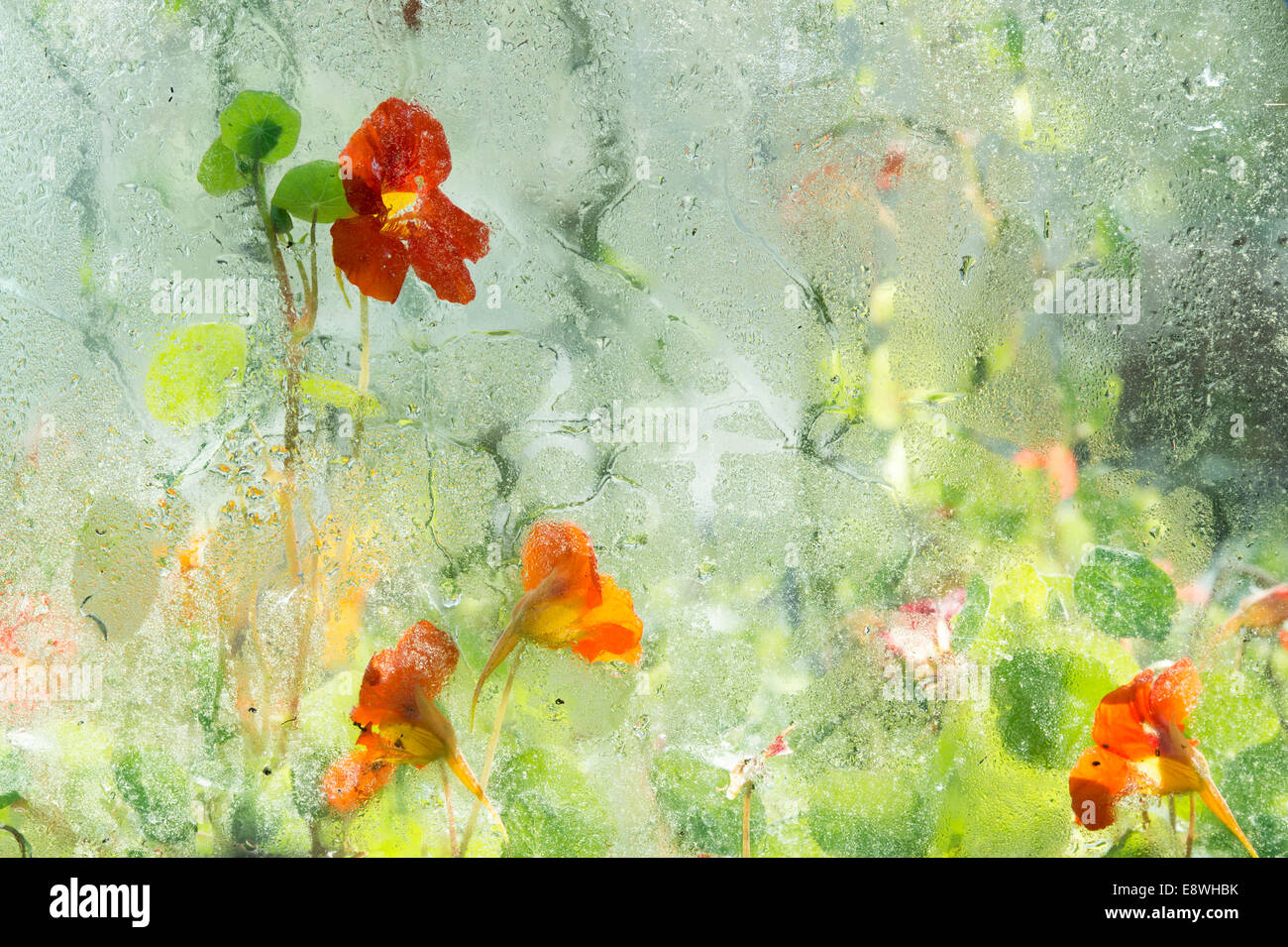 Tropaeolum. Nasturtiuflowerheadm flower inside a greenhouse with ...