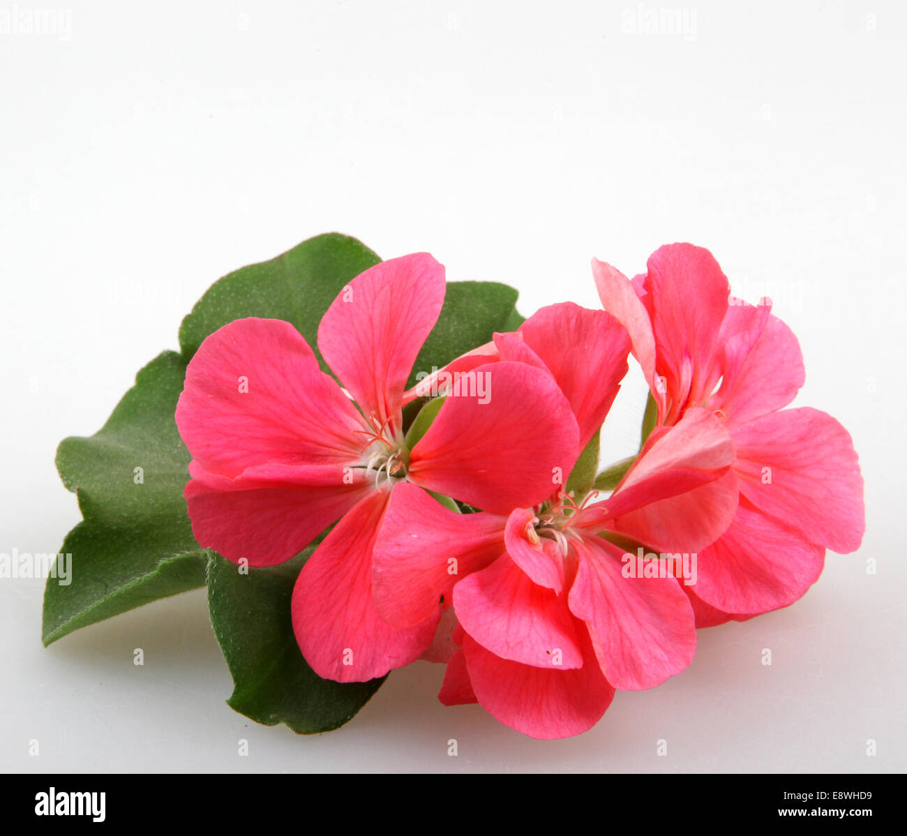 Geranium Pelargonium Flowers Stock Photo - Alamy