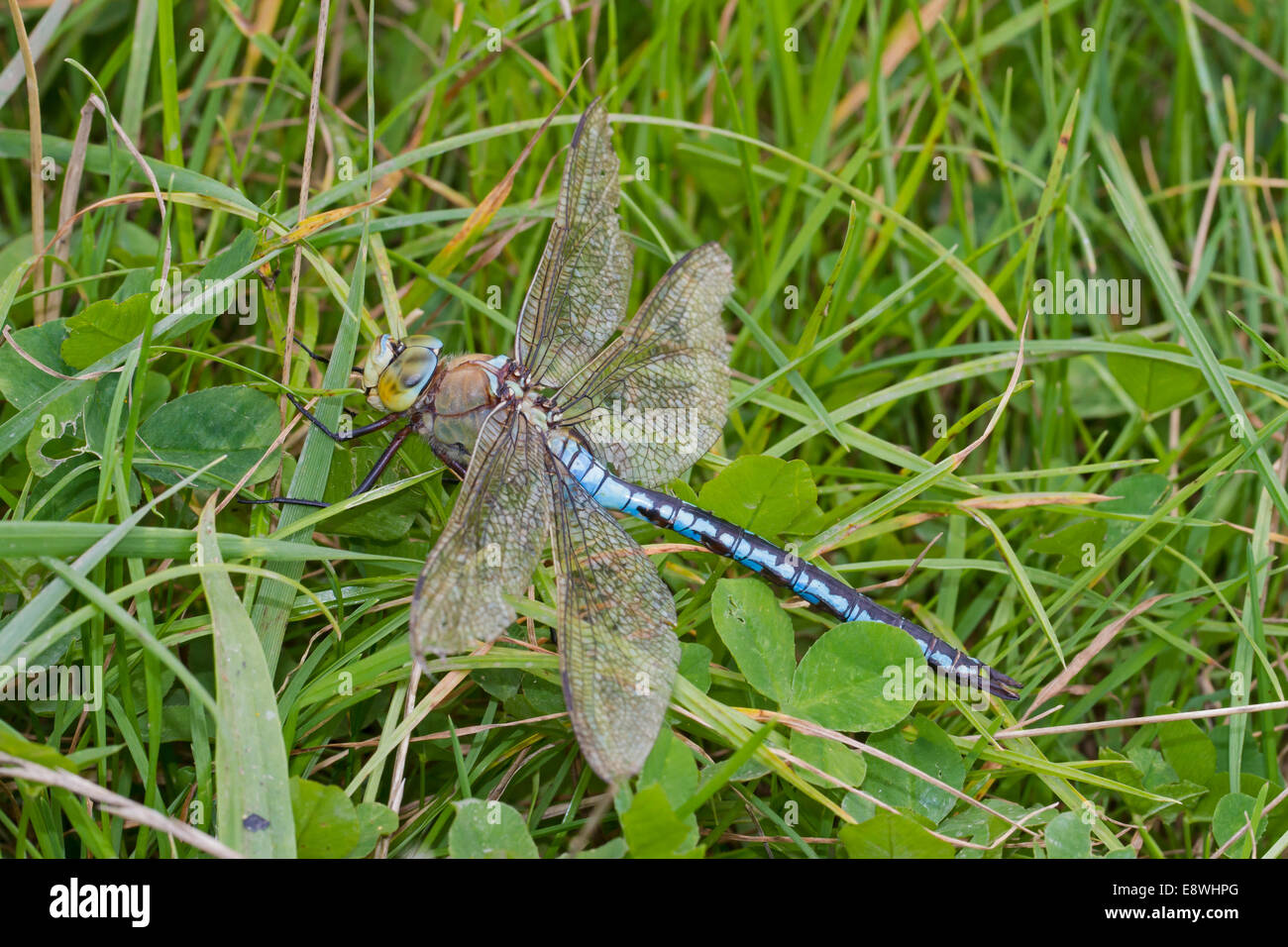Emperor dragonfly male hi-res stock photography and images - Alamy