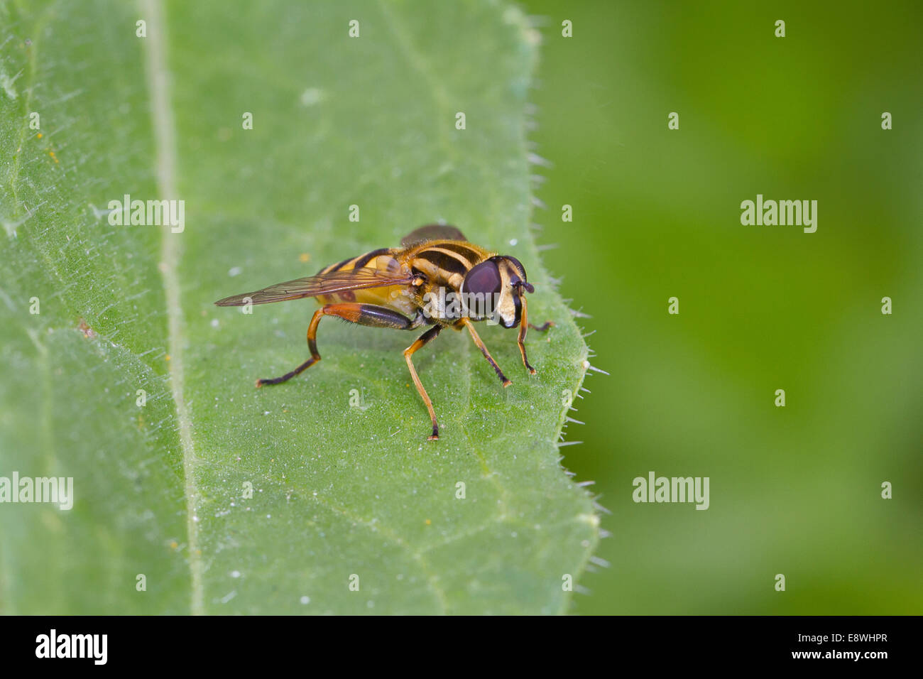 Hoverfly, Helophilus pendulus Stock Photo - Alamy