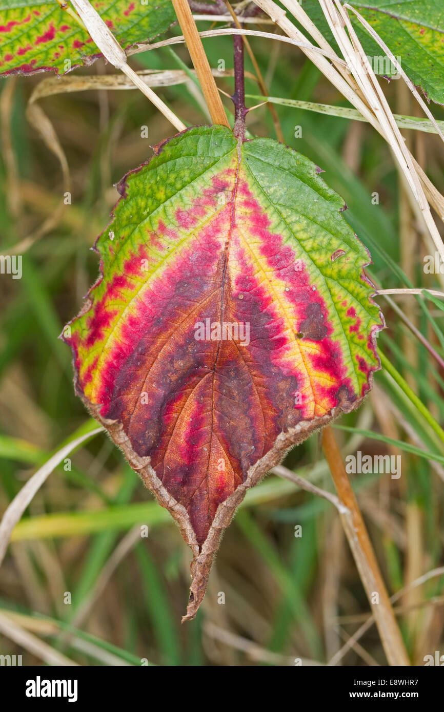 Bramble leaf hi-res stock photography and images - Alamy