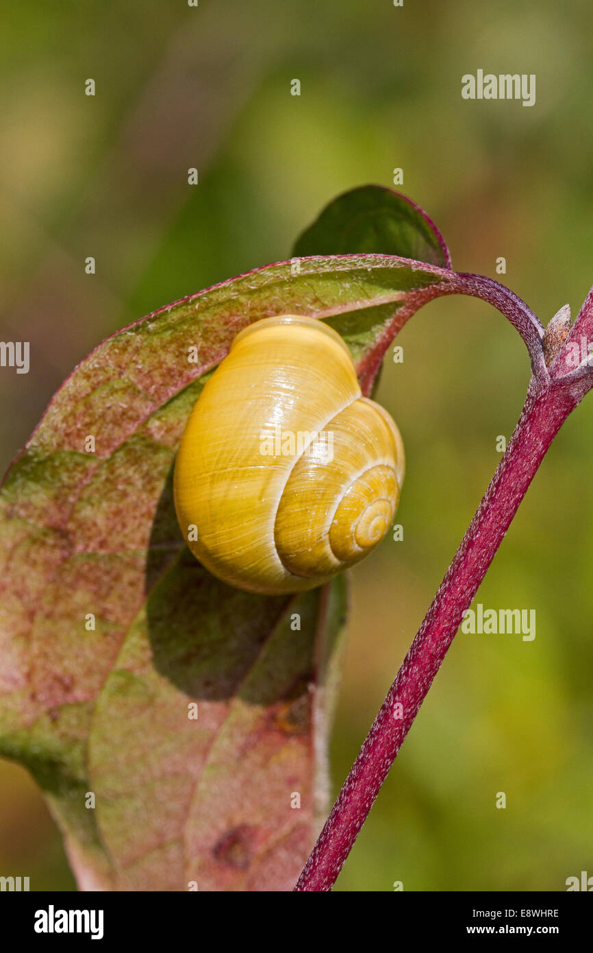 White-lipped Snail , yellow colour variation Stock Photo - Alamy