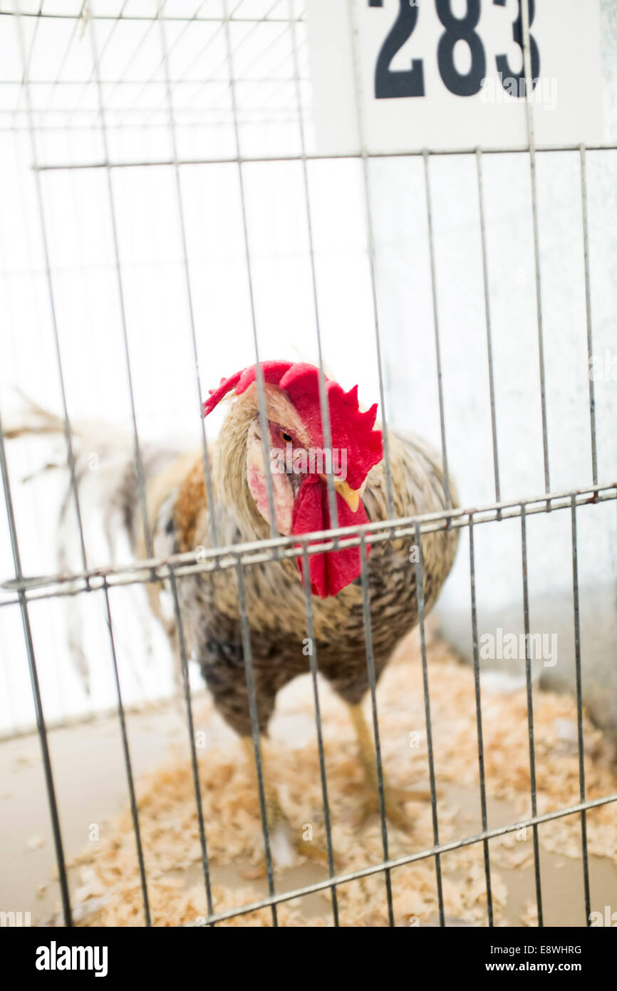 Poultry competition hi-res stock photography and images - Alamy