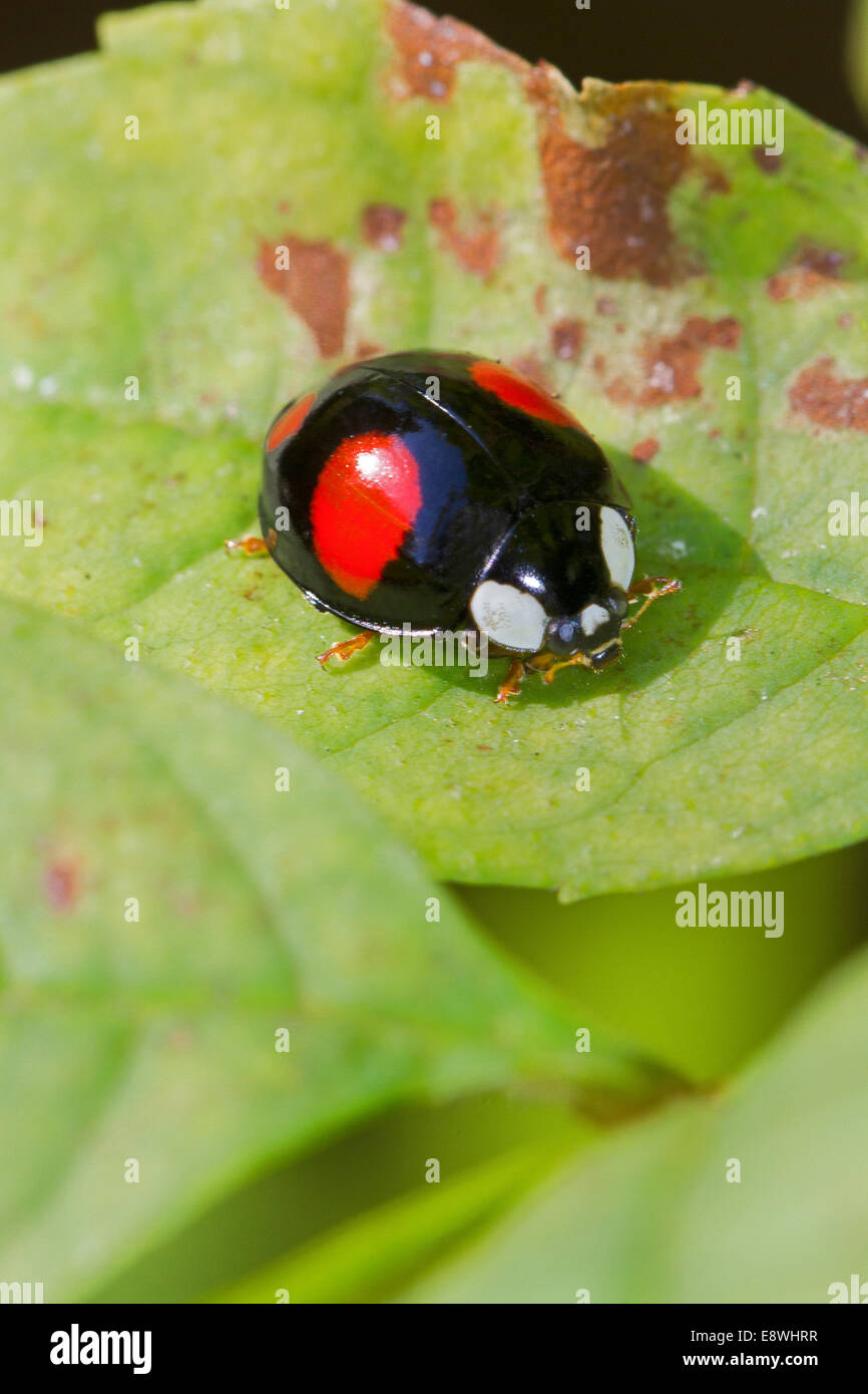 Invasive harlequin ladybird hi-res stock photography and images - Alamy