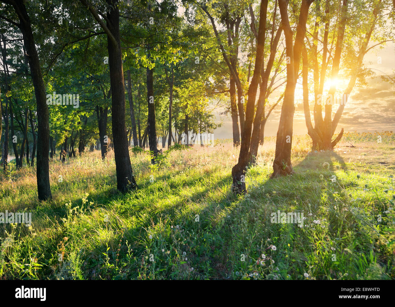 Beautiful flower in the forest hi-res stock photography and images - Alamy