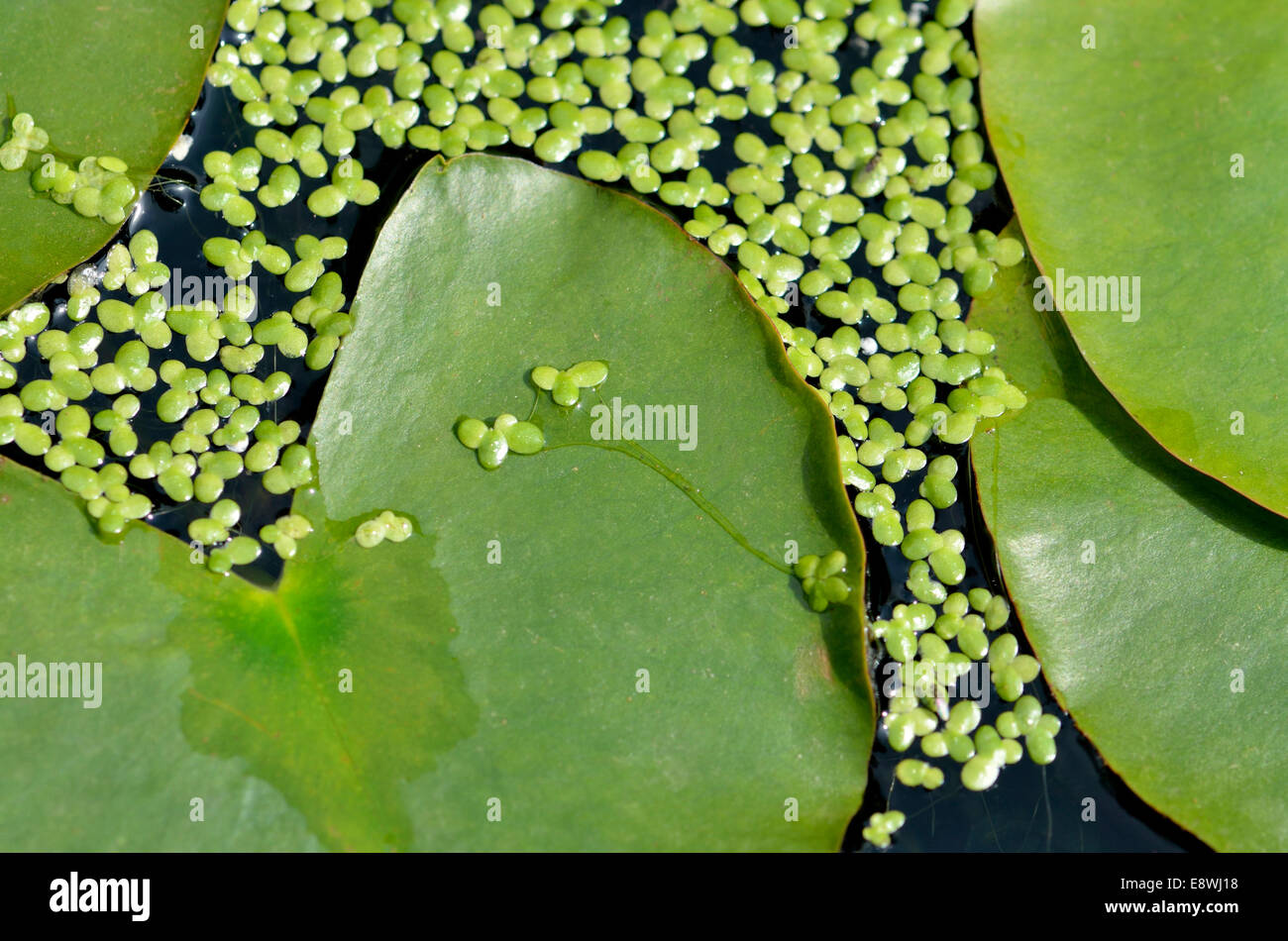 Common Duckweed (Lemna minor) between water lily leaves on a garden ...