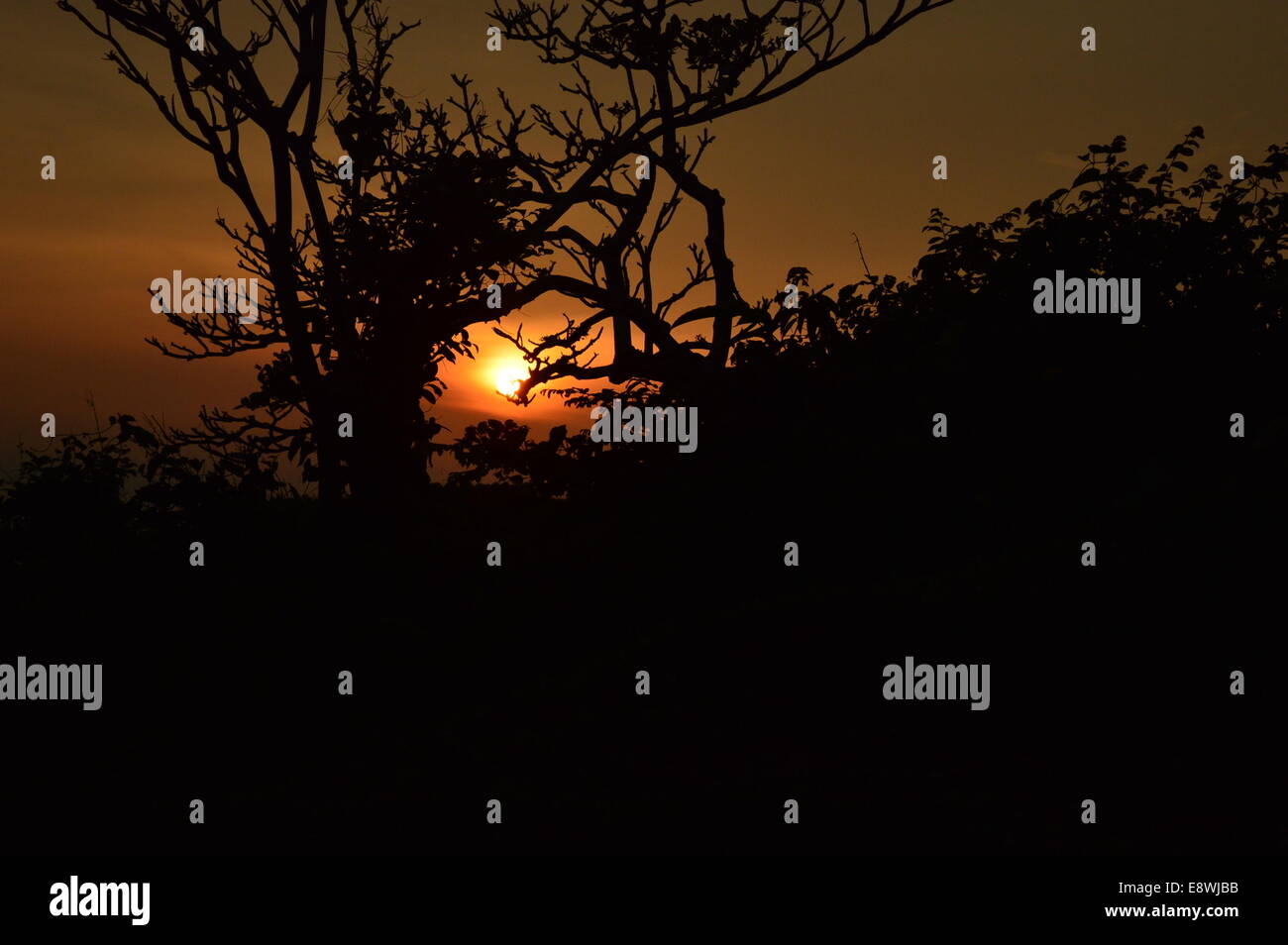 Trees india sunset hi-res stock photography and images - Alamy