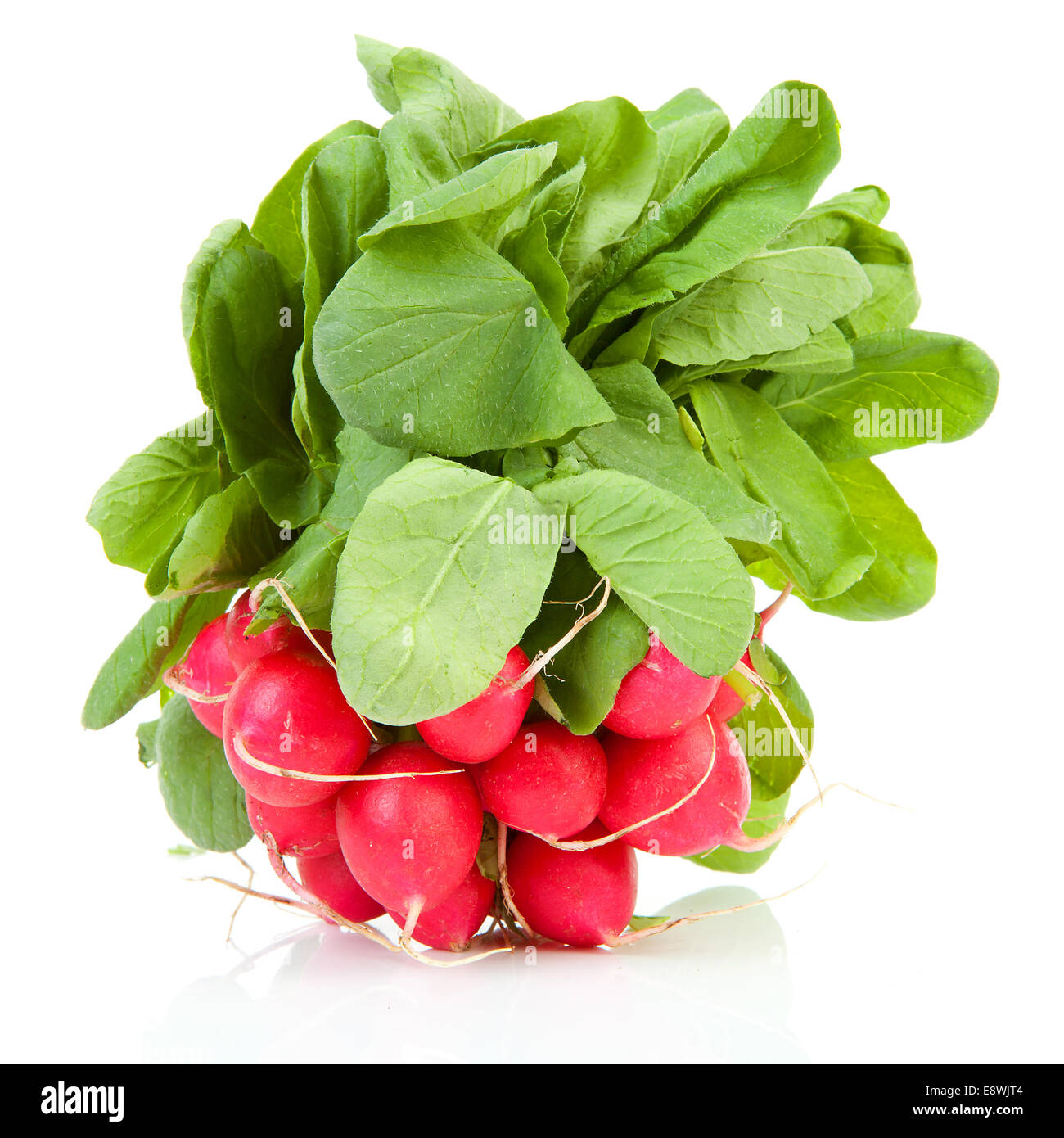 bunch of fresh radish over white background Stock Photo - Alamy