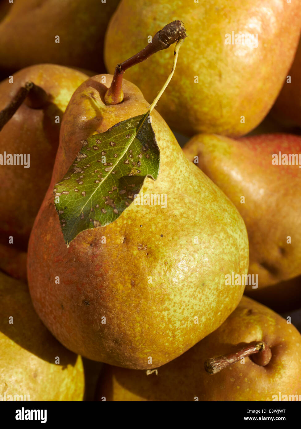 Carmen pear hi-res stock photography and images - Alamy
