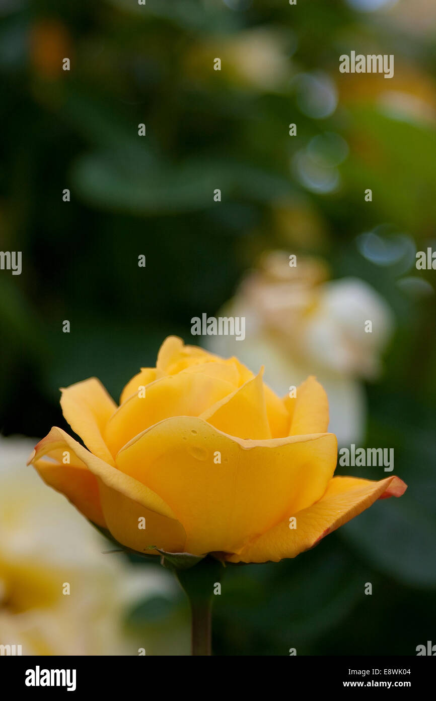 Photo of yellow rose and red rose hi-res stock photography and images ...