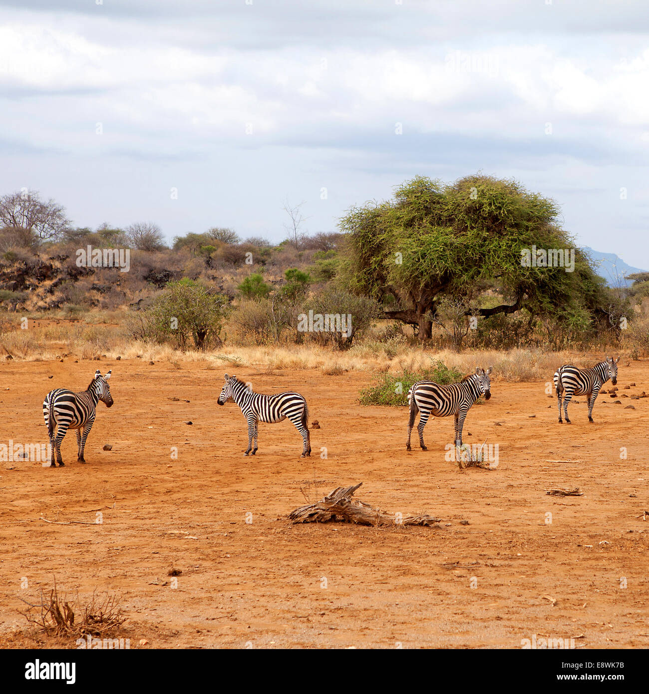 Couple of wild African zebra in nature Stock Photo - Alamy
