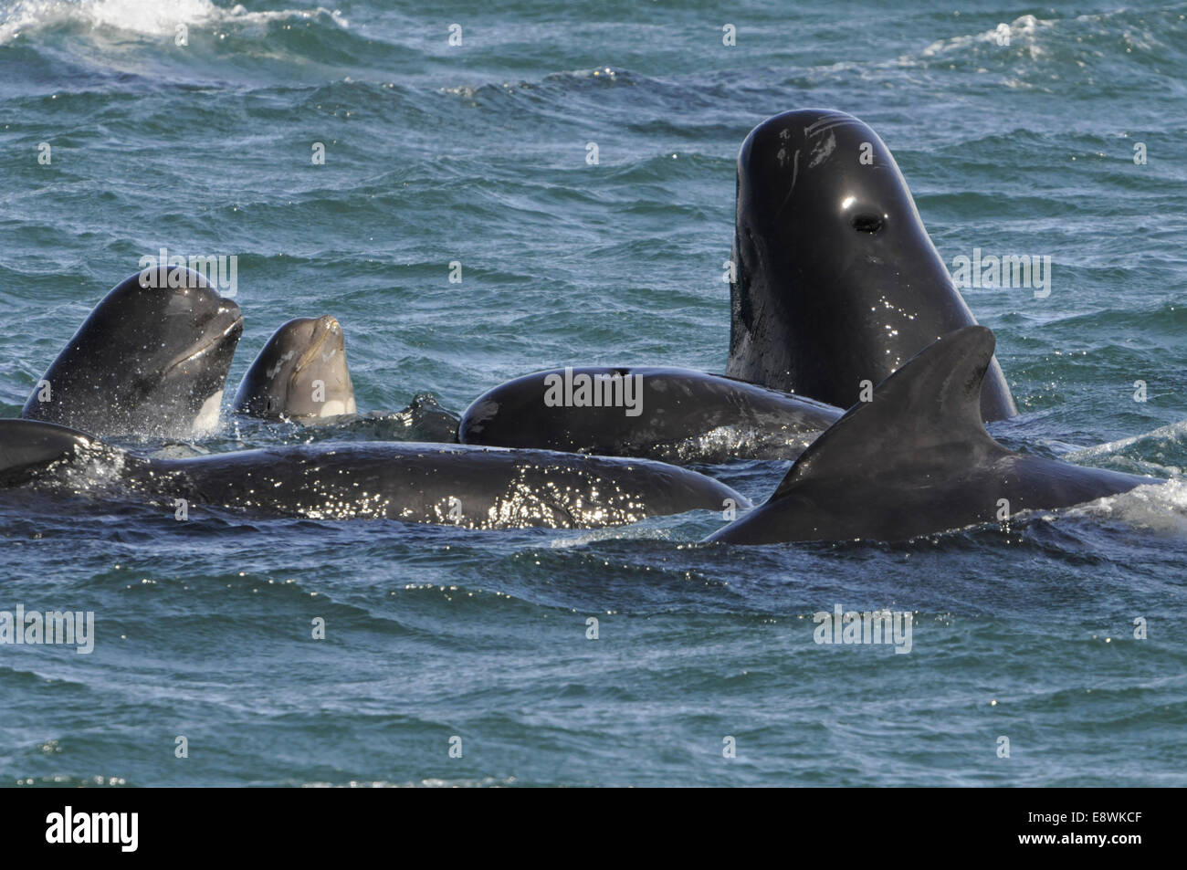 Long-finned Pilot Whale - Globiocephala melaena Stock Photo - Alamy