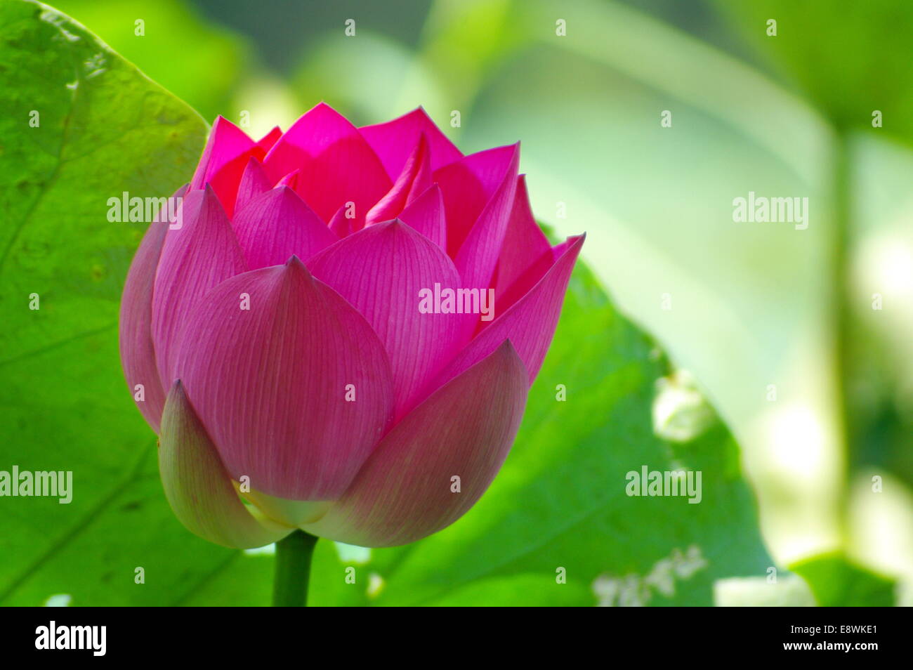 beautiful flower lotus pink color Stock Photo - Alamy