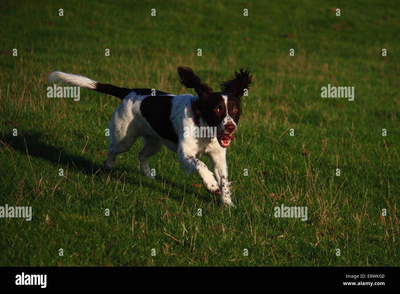 working type english springer spaniel pet gundog running on a shoot ...
