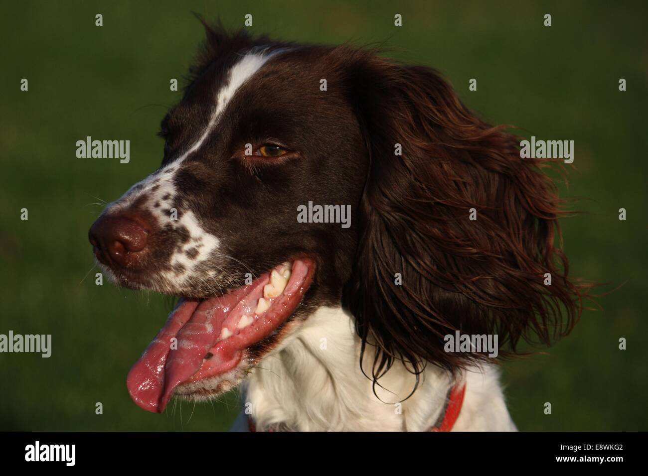 Close up of a working type english springer spaniel pet gundog Stock ...