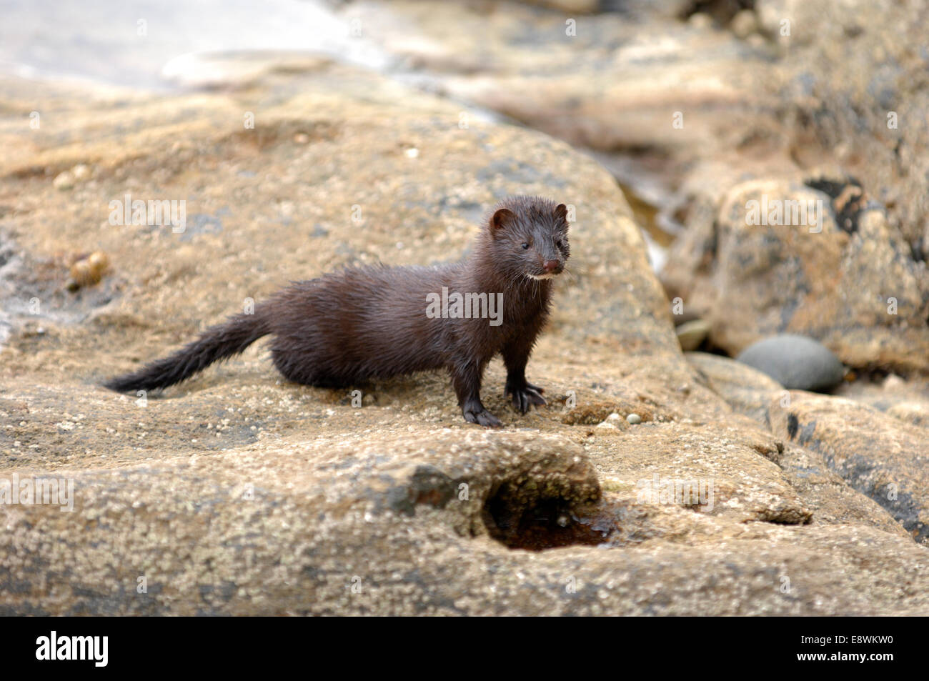 American Mink - Mustela vison Stock Photo - Alamy