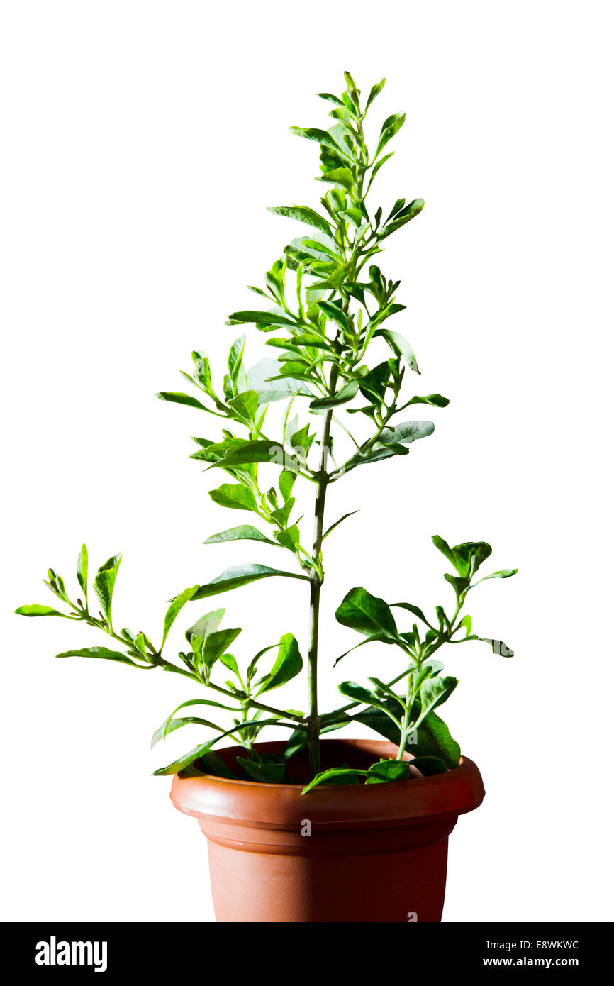 Plant pot leaf hi-res stock photography and images - Alamy