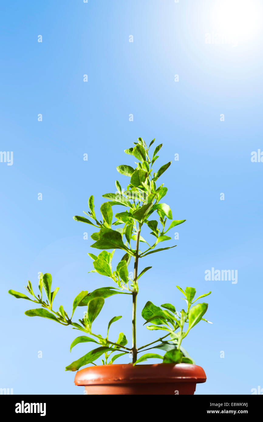 Plant pot leaf hi-res stock photography and images - Alamy