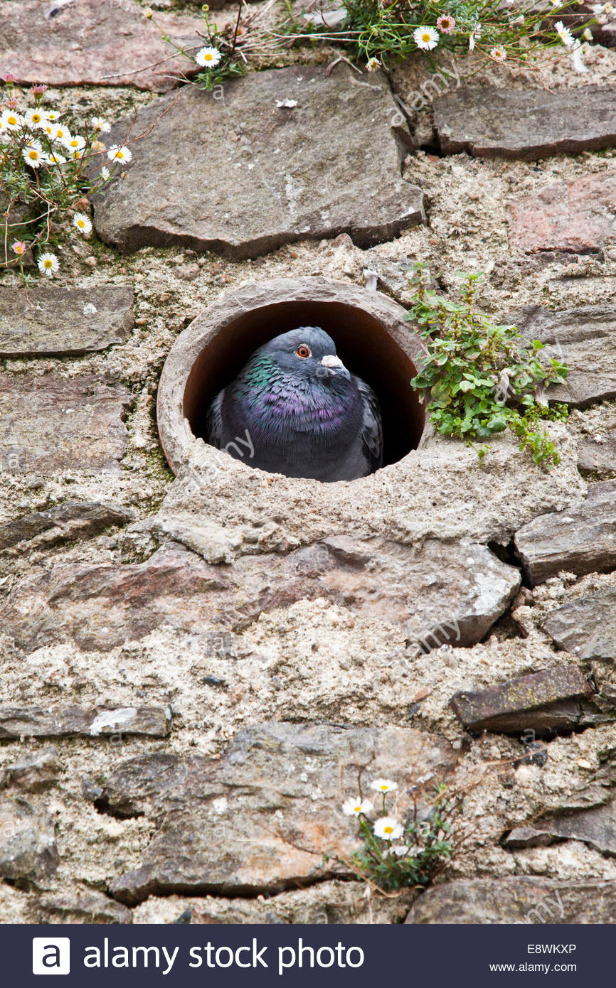 Pigeon Hole Stock Photos & Pigeon Hole Stock Images - Alamy