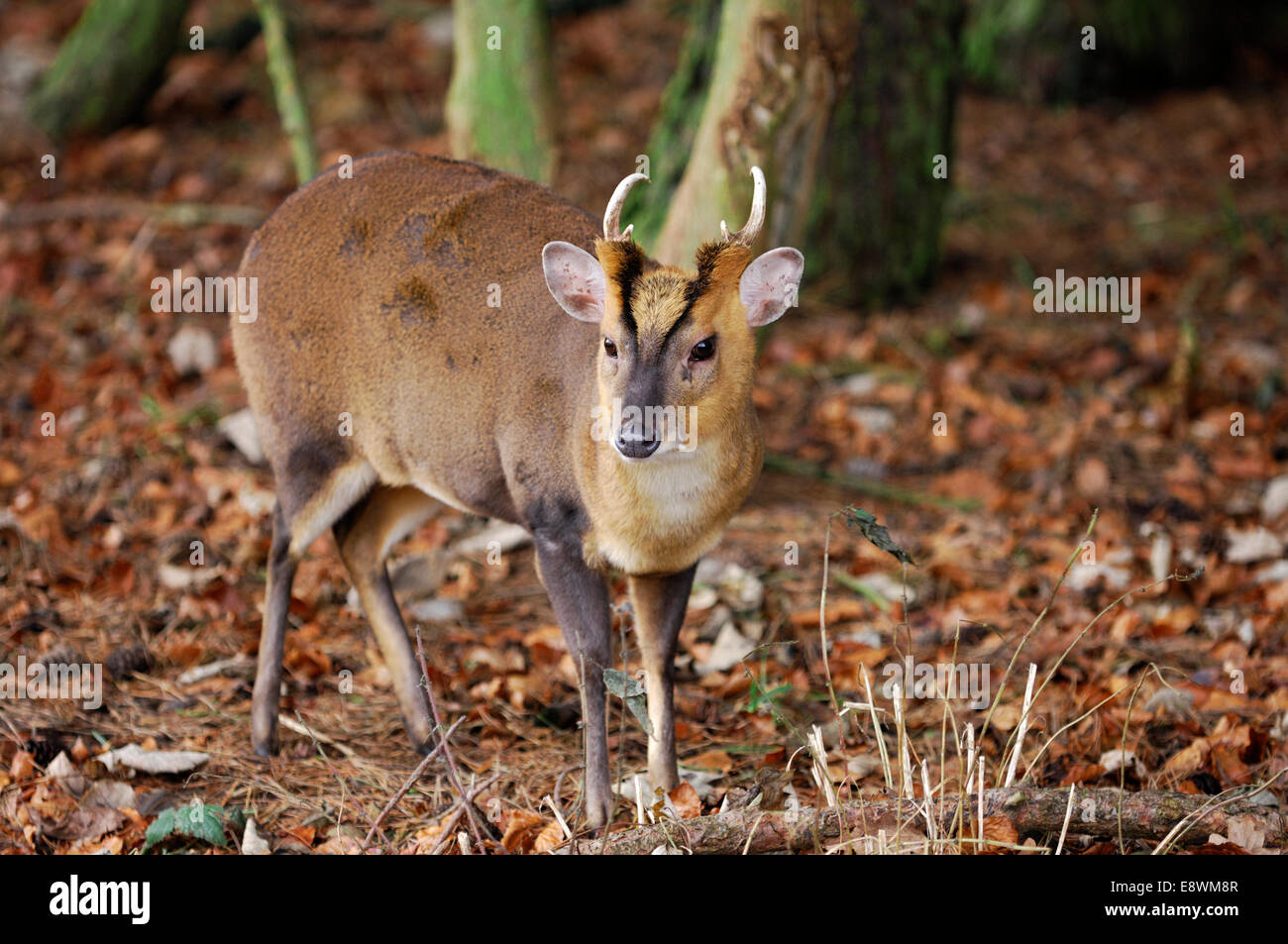 Muntjac hi-res stock photography and images - Alamy