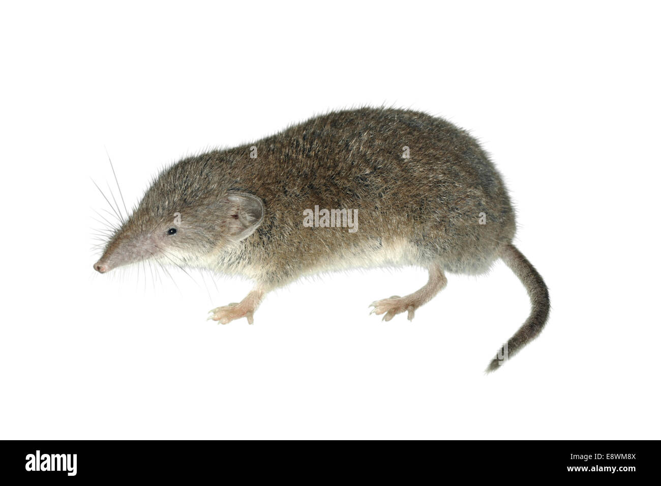 Lesser White-toothed Shrew - Crocidura suaveolens Stock Photo - Alamy