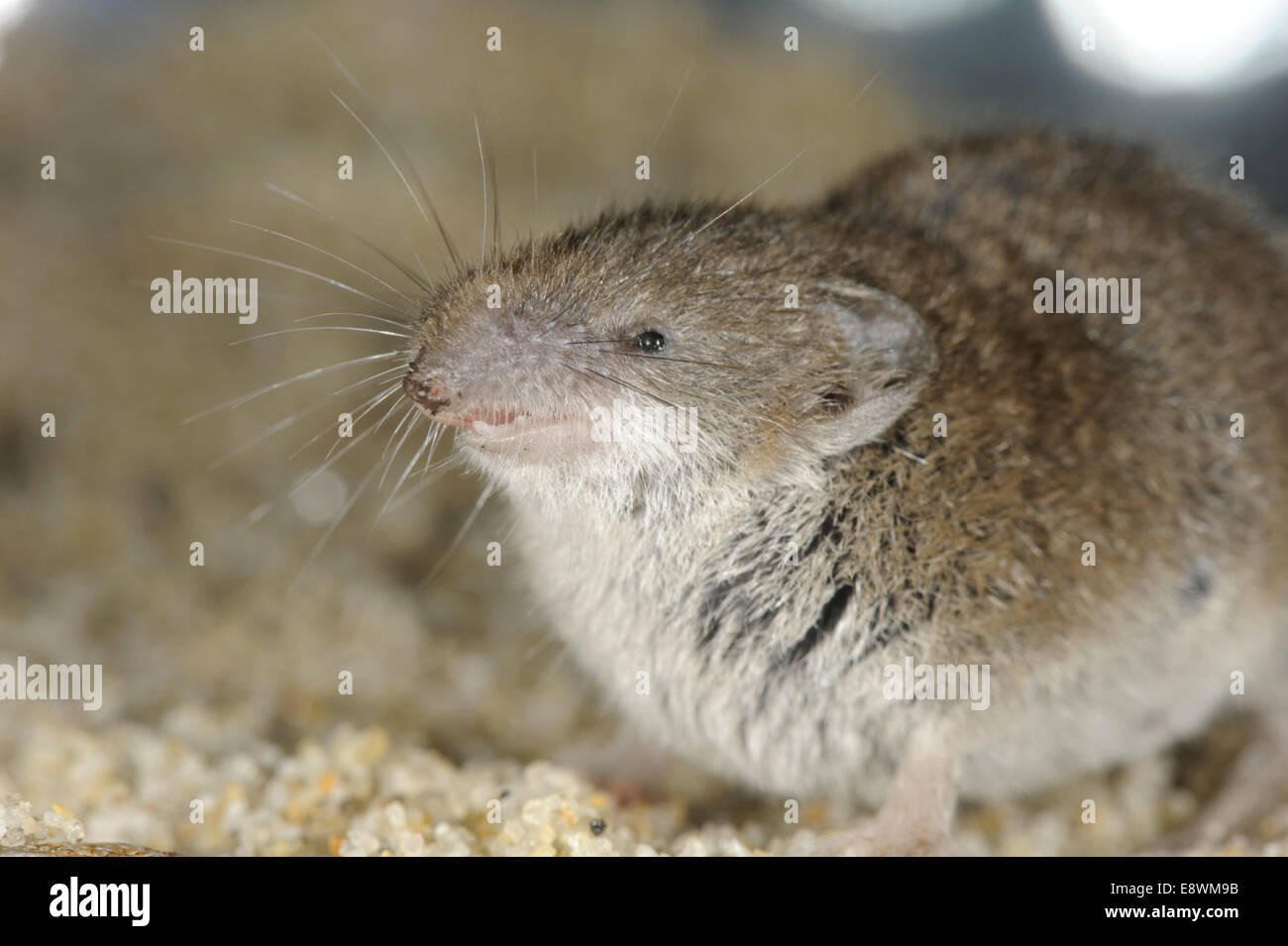 Lesser white toothed shrew crocidura suaveolens hi-res stock ...