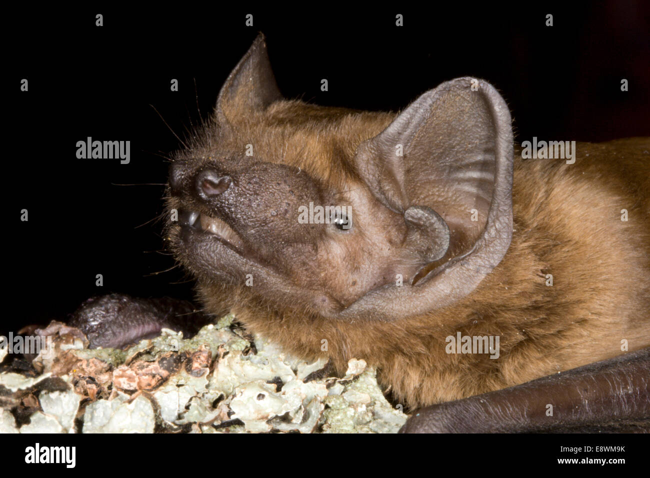 Noctule Bat - Nyctalus noctula Stock Photo - Alamy